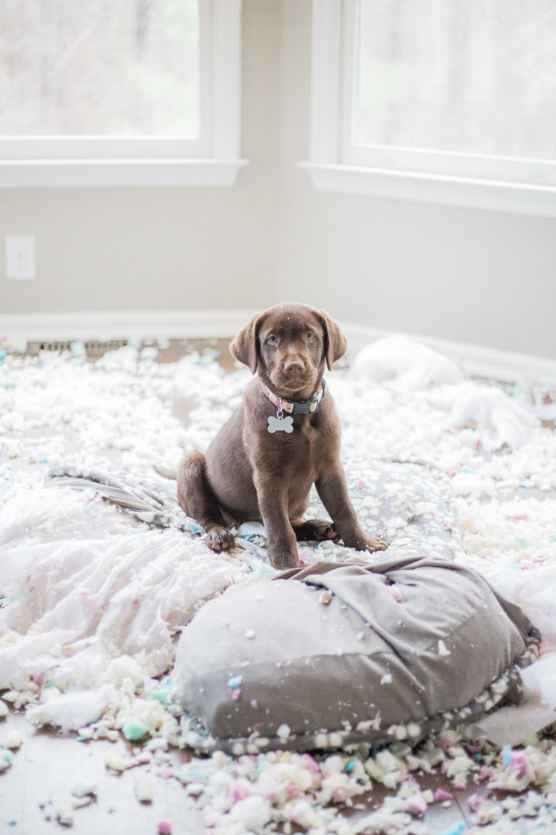 Happy Tails: Maggie and Violet the Labrador Retrievers - Daily Dog Tag