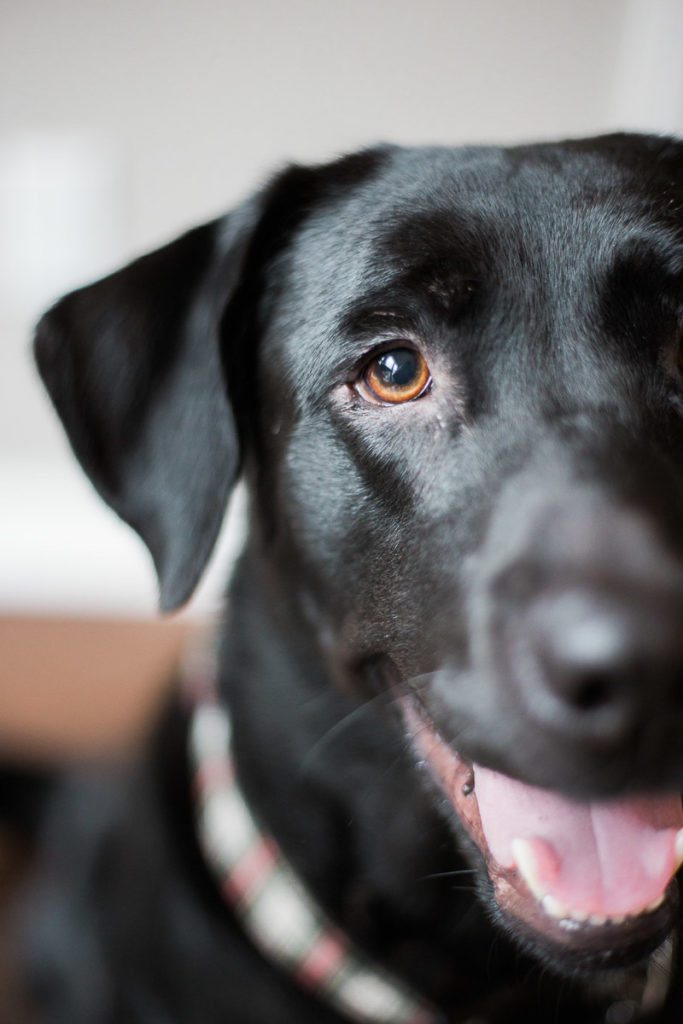 Happy Tails: Maggie and Violet the Labrador Retrievers - Daily Dog Tag