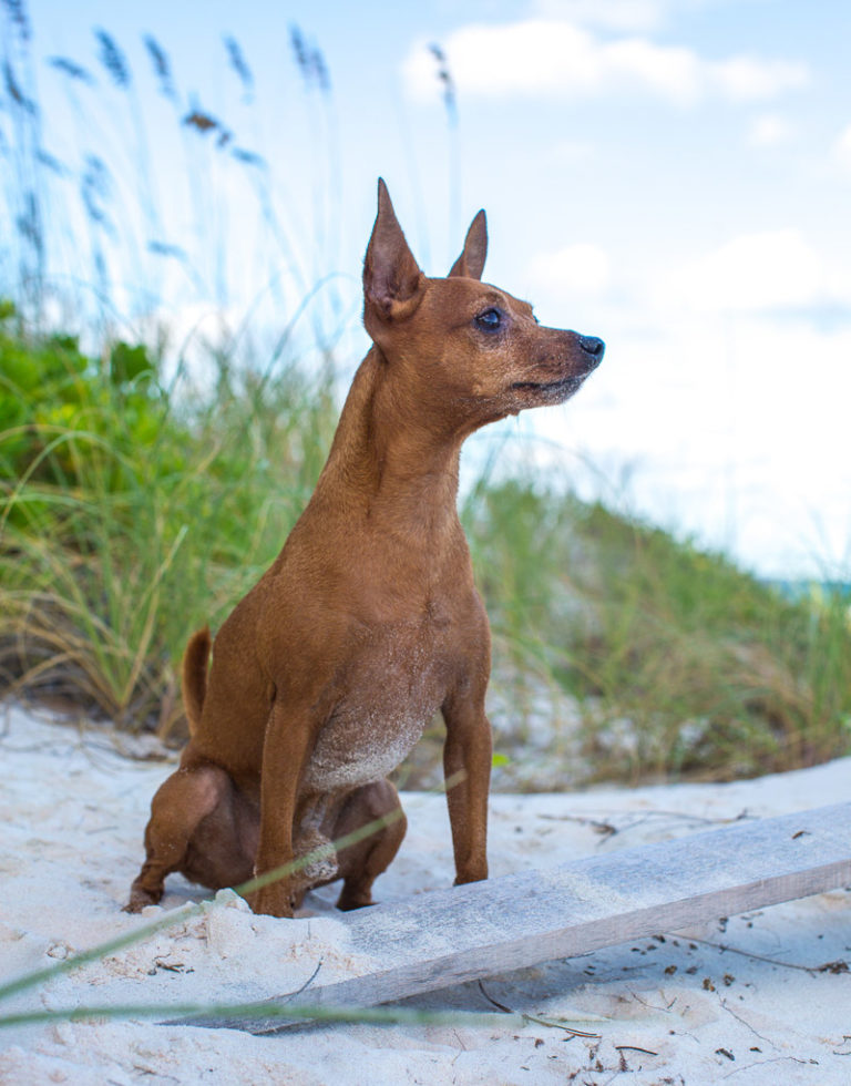 Happy Tails: Briland the Miniature Pinscher - Daily Dog Tag