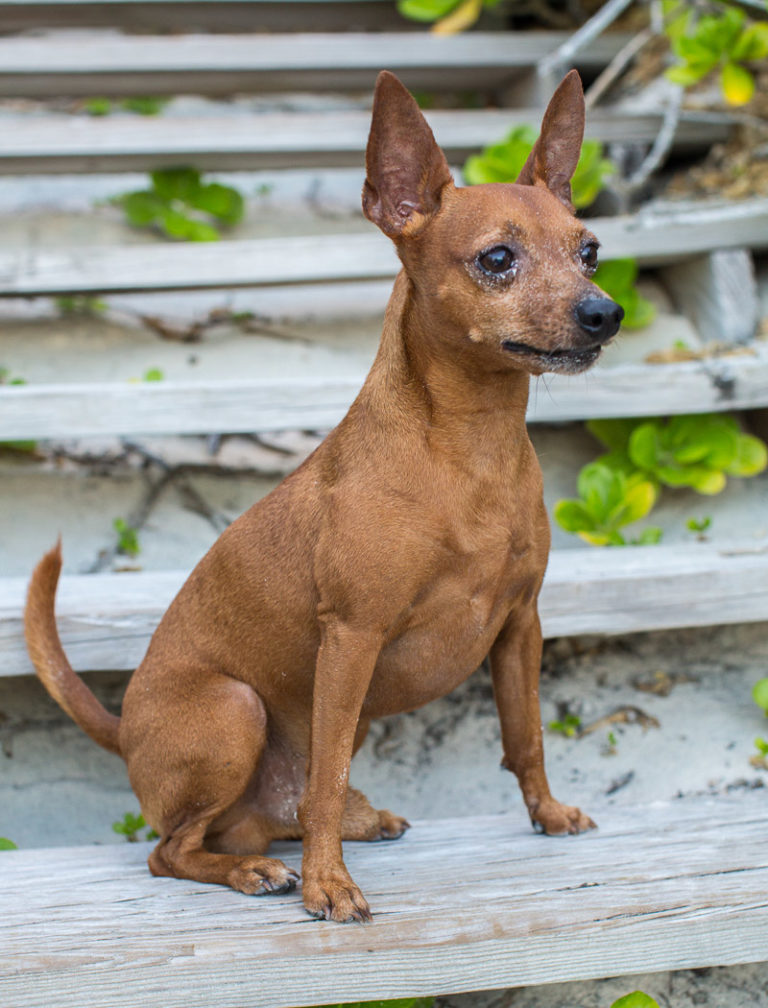 Happy Tails: Briland the Miniature Pinscher - Daily Dog Tag