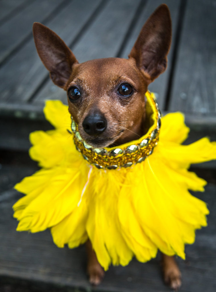 Happy Tails: Briland the Miniature Pinscher - Daily Dog Tag
