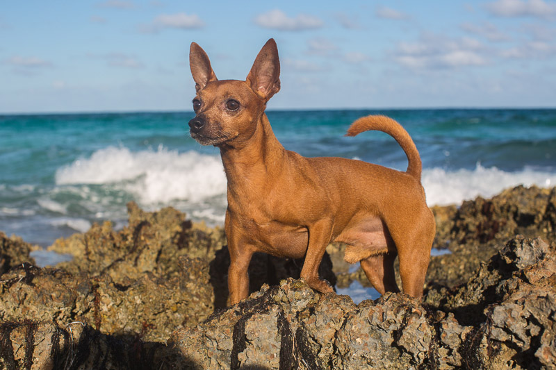 Happy Tails: Briland the Miniature Pinscher - Daily Dog Tag