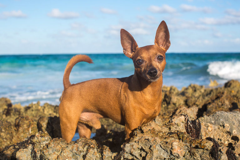 Happy Tails: Briland the Miniature Pinscher - Daily Dog Tag