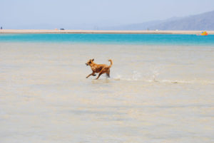 Adopt Me: Animal Welfare Dahab in Sinai, Egypt - Daily Dog Tag