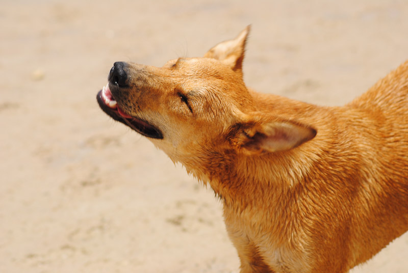 Adopt Me: Animal Welfare Dahab in Sinai, Egypt - Daily Dog Tag