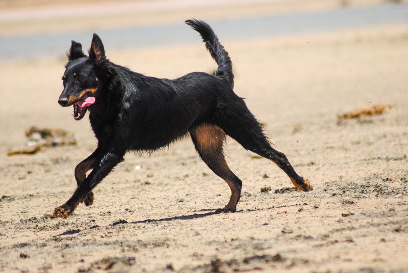 Adopt Me: Animal Welfare Dahab in Sinai, Egypt - Daily Dog Tag