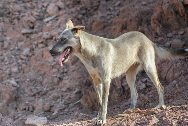 Adopt Me: Animal Welfare Dahab in Sinai, Egypt - Daily Dog Tag