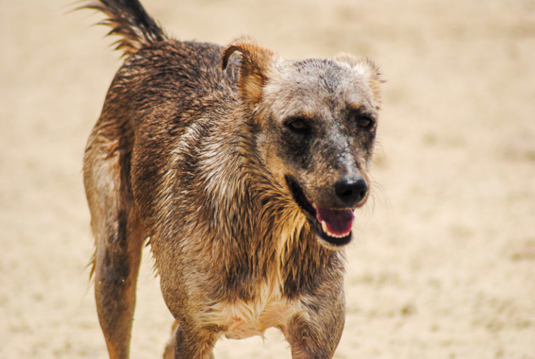 Adopt Me: Animal Welfare Dahab in Sinai, Egypt - Daily Dog Tag
