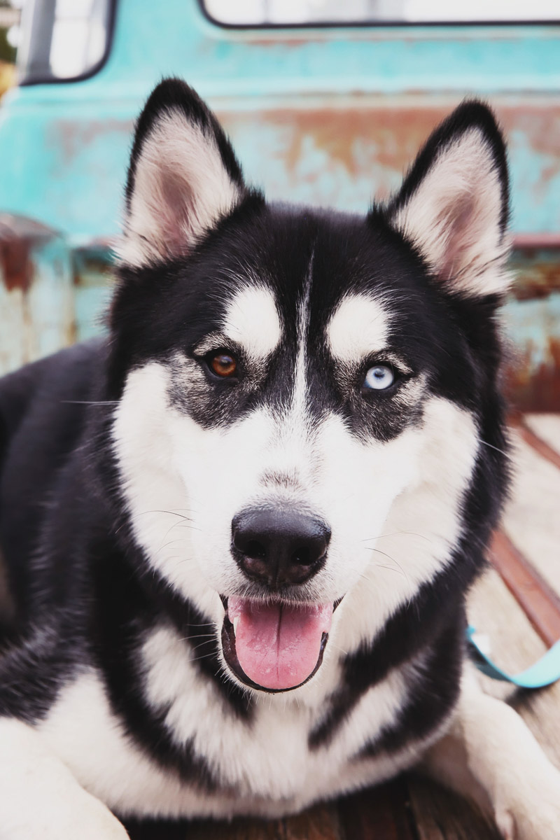 Happy Tails: Blue the Siberian Husky | Nelson, Nevada - Daily Dog Tag