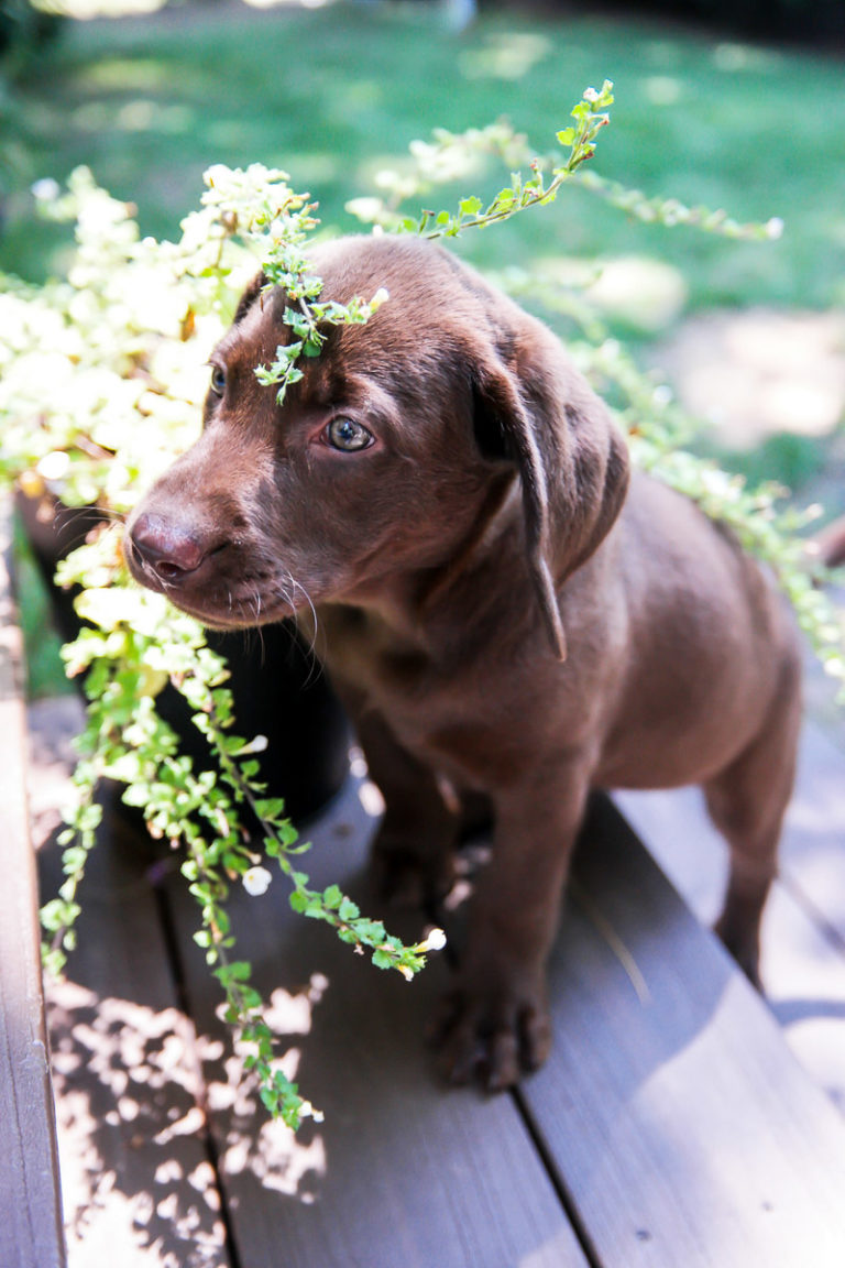 Puppy Love: Daisy the Chocolate Labrador - Daily Dog Tag