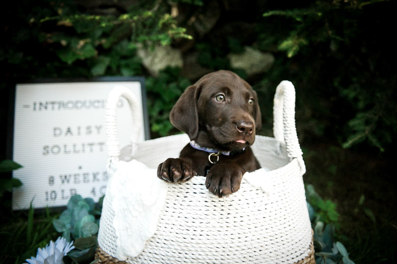Puppy Love: Daisy the Chocolate Labrador - Daily Dog Tag