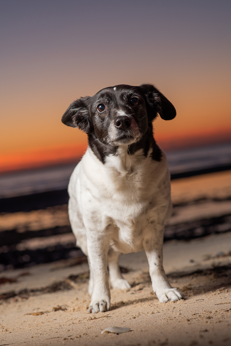 Happy Tails: Queen Tara the Jack Russell/Springer Spaniel Mix - Daily ...