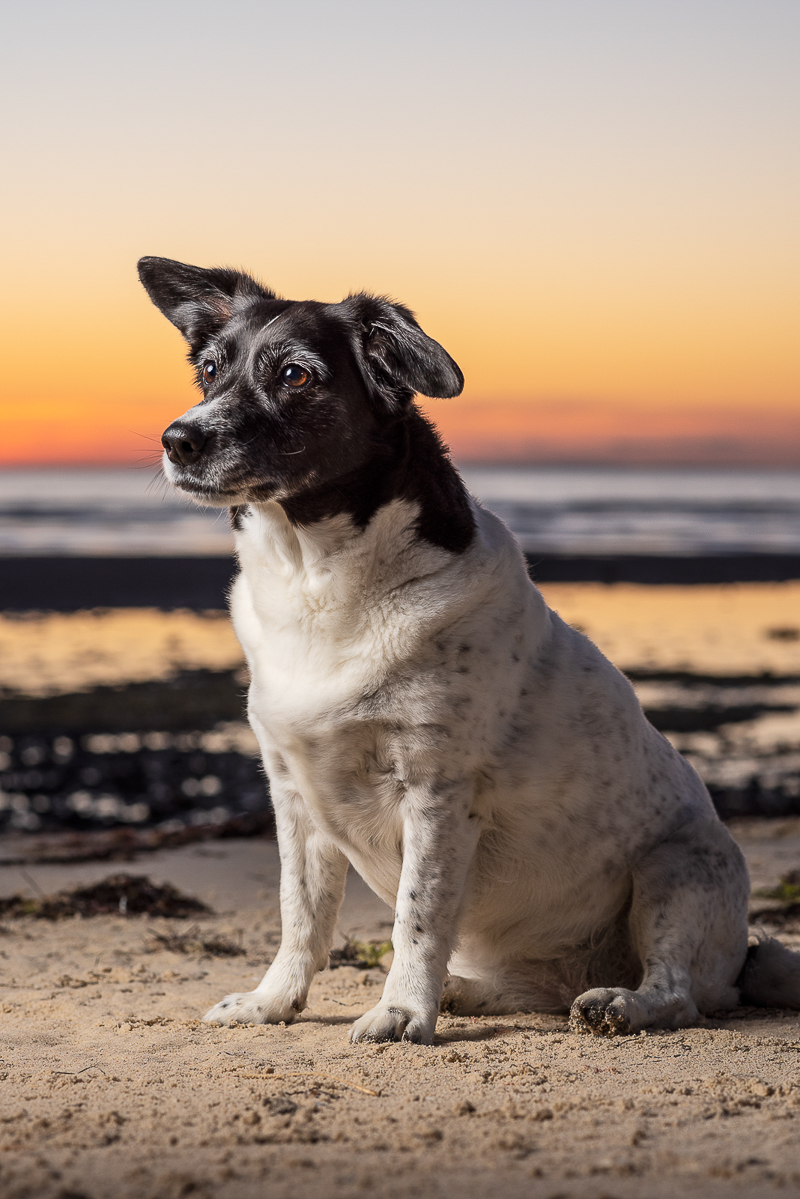 Happy Tails: Queen Tara the Jack Russell/Springer Spaniel Mix - Daily ...