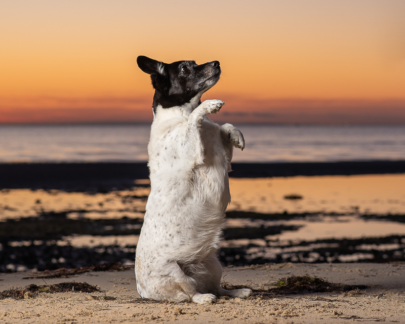 Happy Tails: Queen Tara the Jack Russell/Springer Spaniel Mix - Daily ...