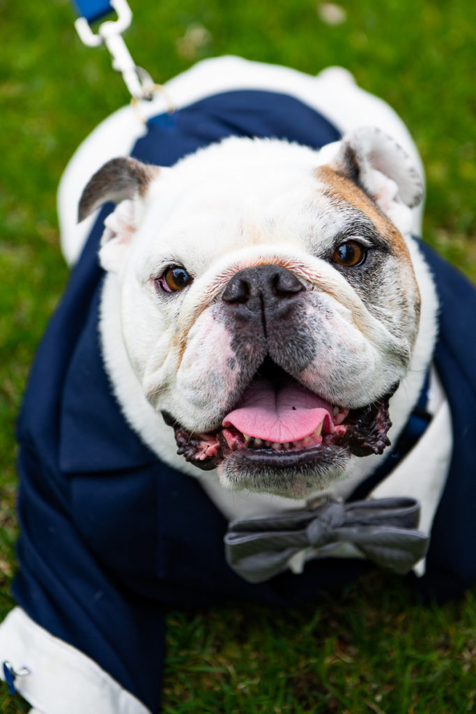 Best (Wedding) Dog: Xavier the English Bulldog - Daily Dog Tag