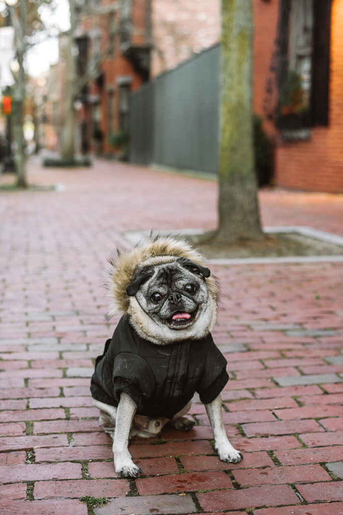 Happy Tails: A Pug Named Howard | Boston, MA - Daily Dog Tag