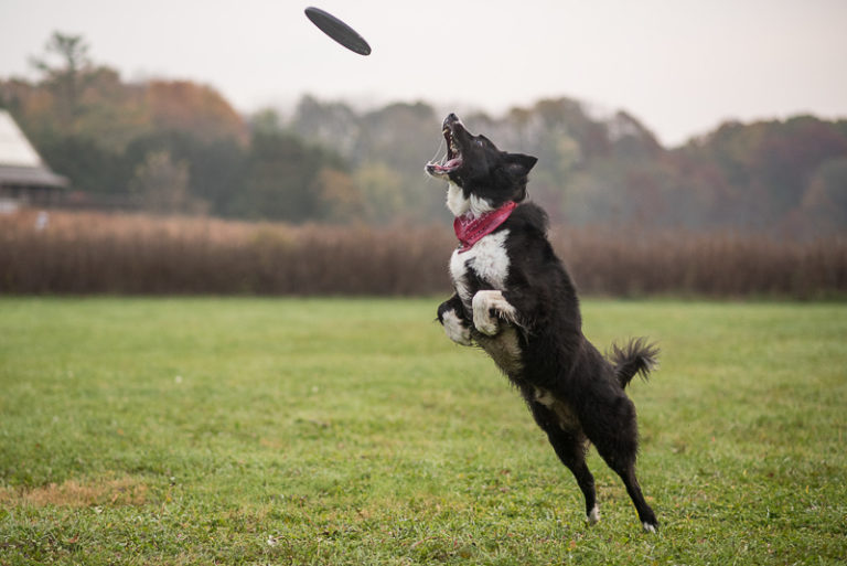 Engaging Tails: Jackson the Border Collie | Madison, WI - Daily Dog Tag
