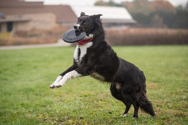 Engaging Tails: Jackson the Border Collie | Madison, WI - Daily Dog Tag