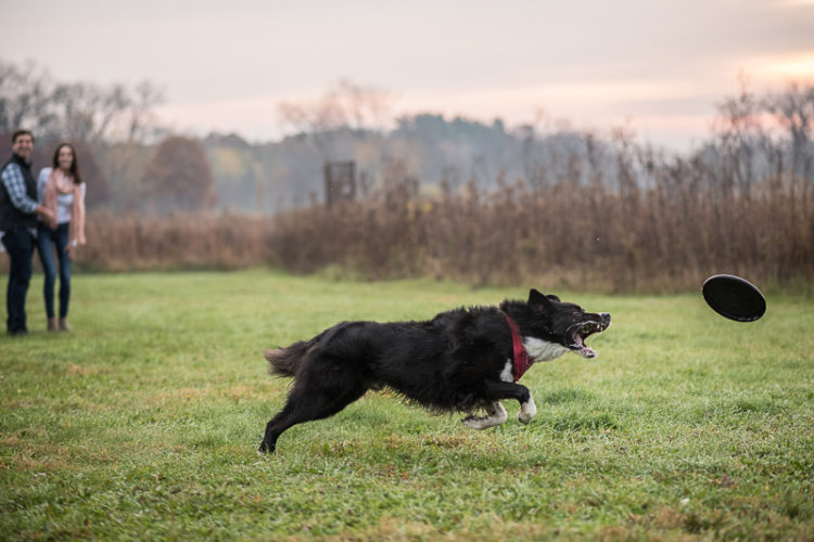 Engaging Tails: Jackson the Border Collie | Madison, WI - Daily Dog Tag