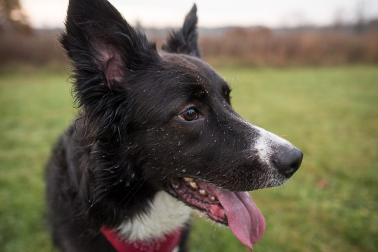 Engaging Tails: Jackson the Border Collie | Madison, WI - Daily Dog Tag
