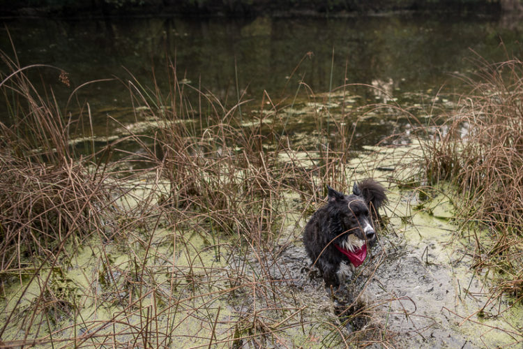 Engaging Tails: Jackson the Border Collie | Madison, WI - Daily Dog Tag