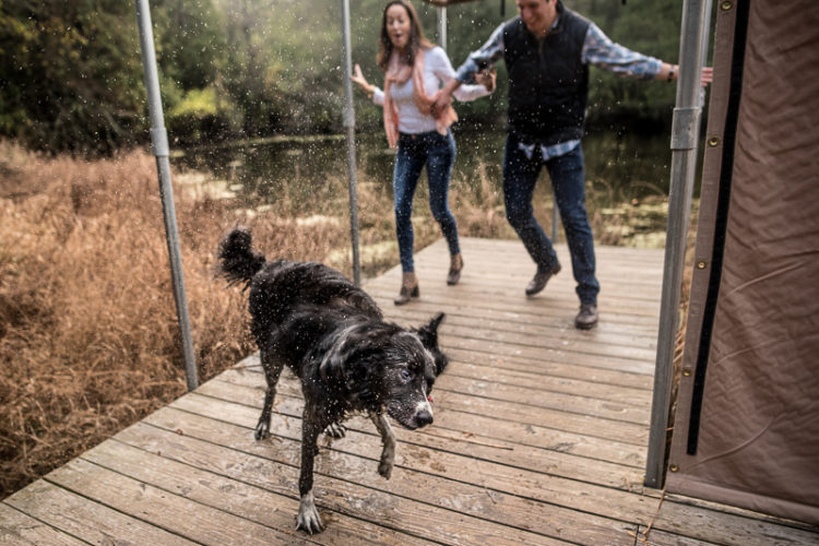Engaging Tails: Jackson the Border Collie | Madison, WI - Daily Dog Tag