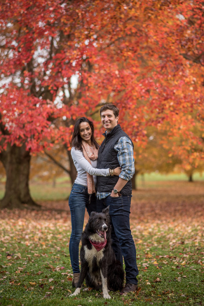 Engaging Tails: Jackson the Border Collie | Madison, WI - Daily Dog Tag