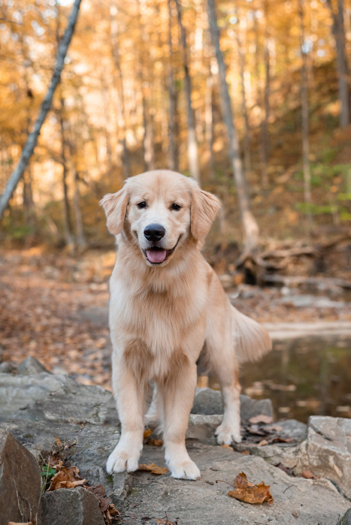 Puppy Love: Hank the Golden Retriever | Pittsburgh - Daily Dog Tag