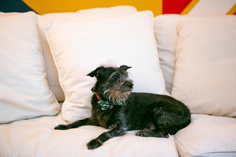 In Loving Memory: Harry the Chinese Crested Mix - Daily Dog Tag