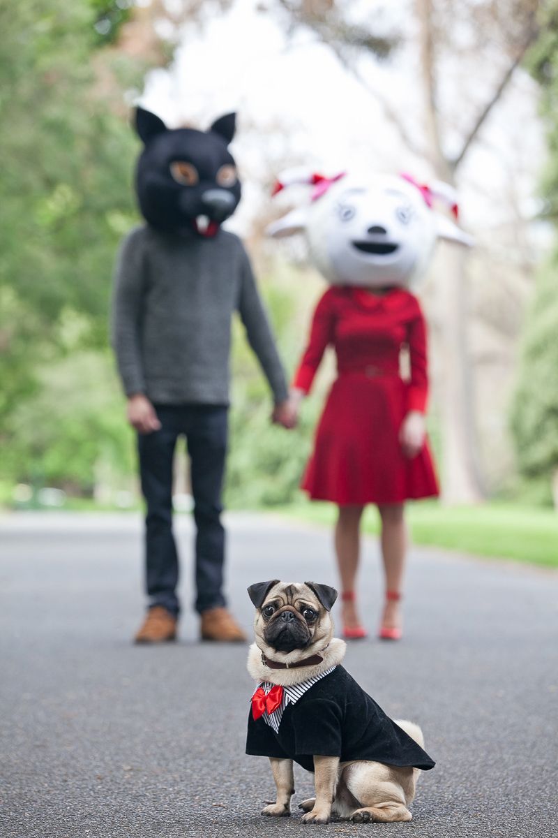 Fun Engagement Session with a Pug | Melbourne - Daily Dog Tag