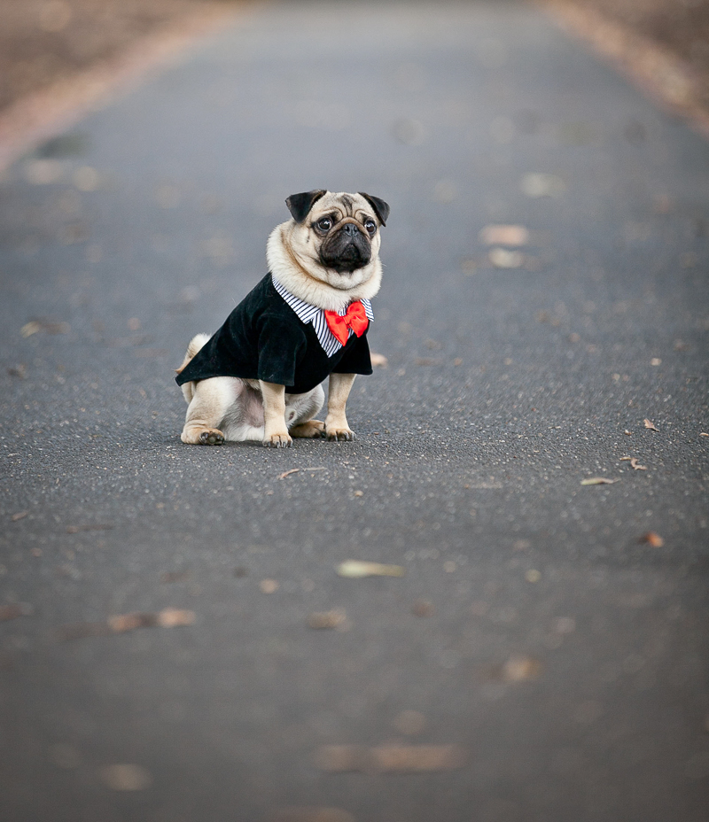 Fun Engagement Session with a Pug | Melbourne - Daily Dog Tag