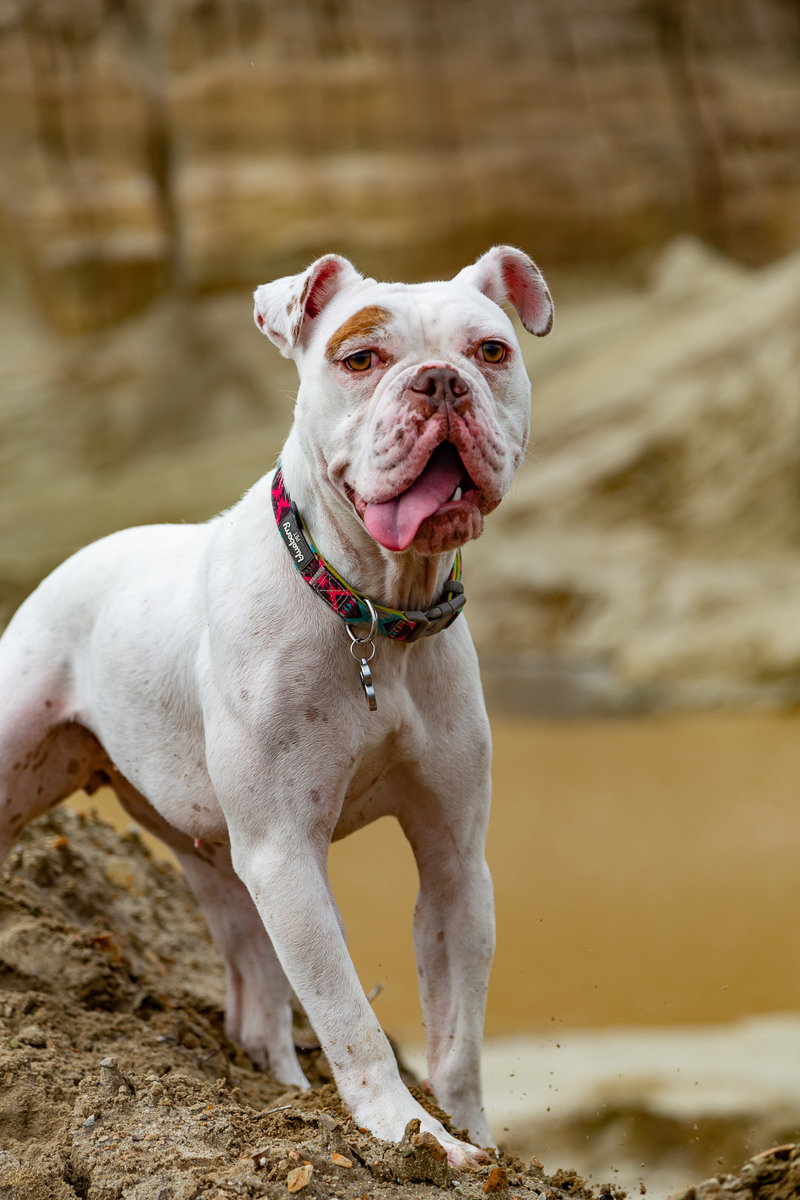 Happy Tails: Mia and Darla | Santa Cruz - Daily Dog Tag