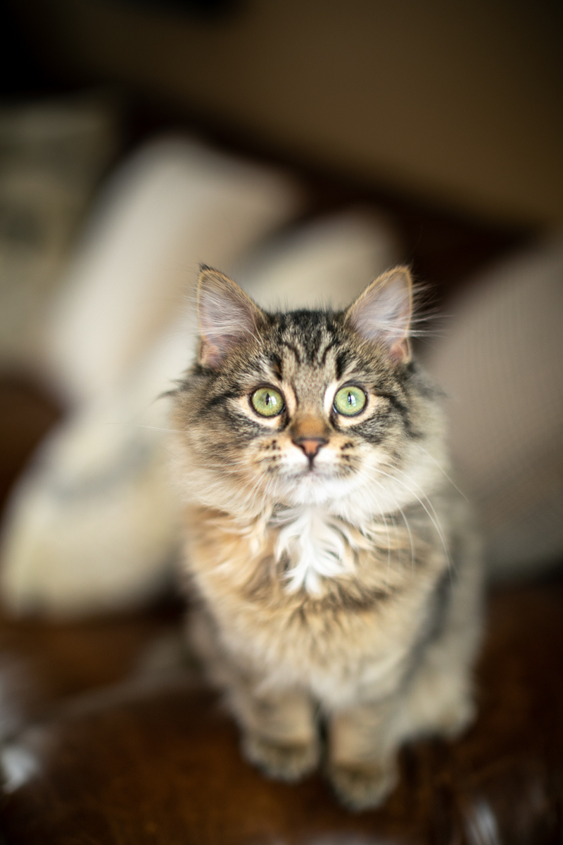 In Home Cat Photography Session | Chanhassen, MN - Daily Dog Tag