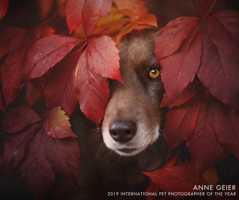 International Pet Photographer of the Year Contest | 2020 - Daily Dog Tag