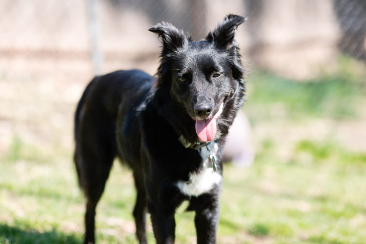 Happy Tails: Shadow the Border Collie Mix - Daily Dog Tag