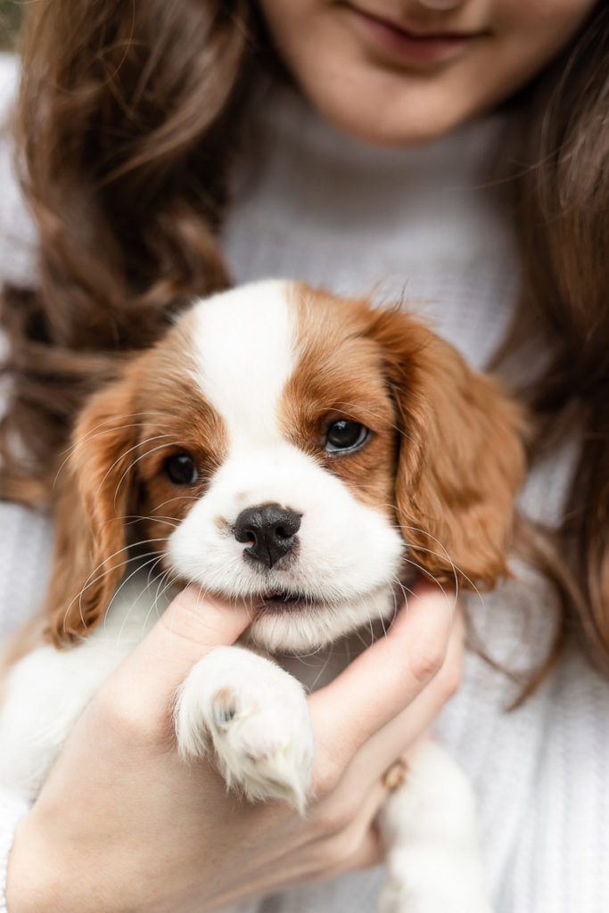 Puppy Love: Kipper the King Charles Cavalier Spaniel Puppy - Daily Dog Tag