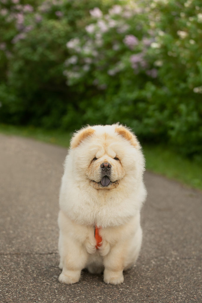 Happy Tails: Marvel the Chow Chow - Daily Dog Tag