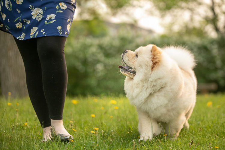 Happy Tails: Marvel the Chow Chow - Daily Dog Tag