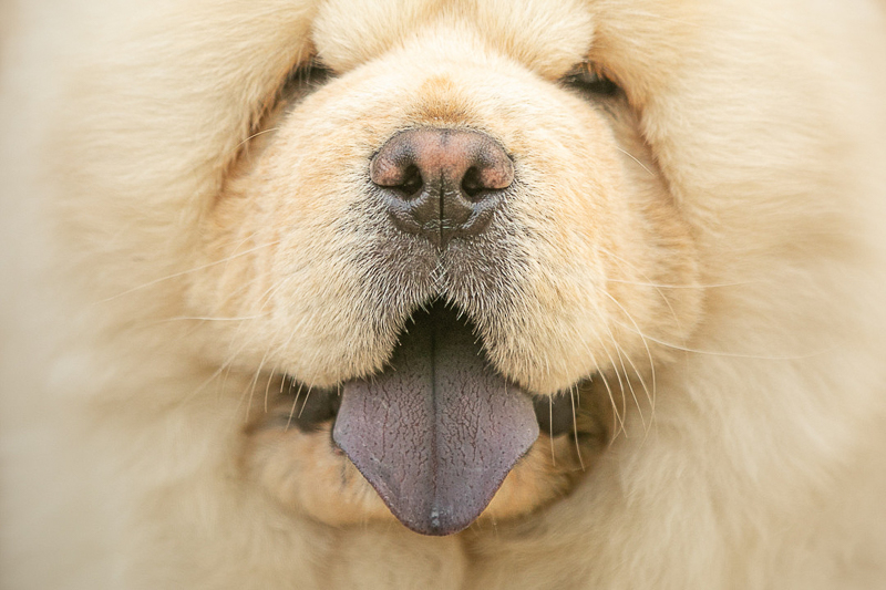 Happy Tails: Marvel the Chow Chow - Daily Dog Tag