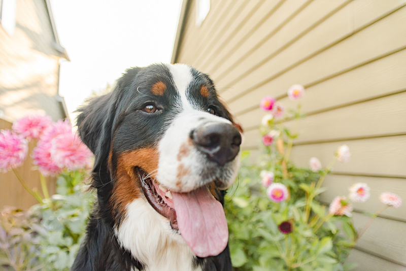 Happy Tails: Ruby Sue The Bernese Mountain Dog - Daily Dog Tag