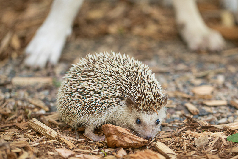 Happy Tails: Dogs and Hedgehogs - Daily Dog Tag