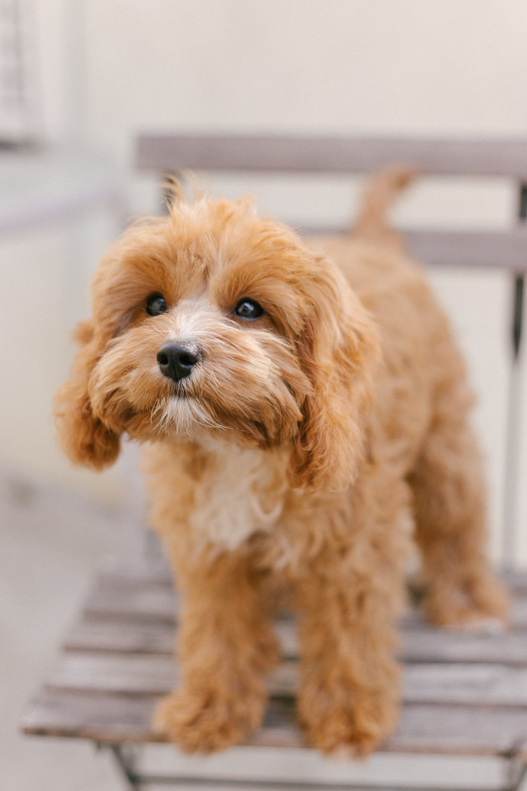 Puppy Love: Luna Bear The Cavapoo - Daily Dog Tag