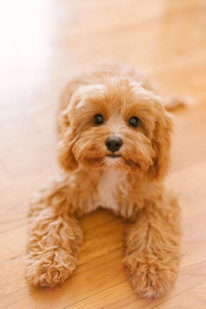 Puppy Love: Luna Bear The Cavapoo - Daily Dog Tag