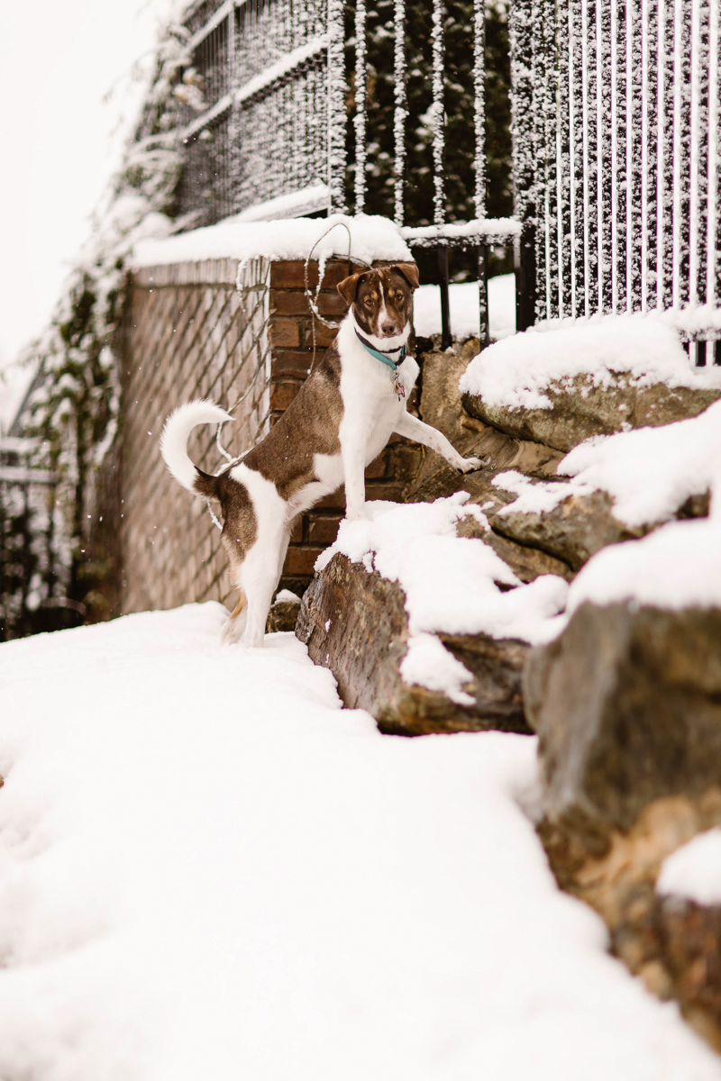 Happy Tails: Zari the Jack Russell/Aussie Shepherd mix - Daily Dog Tag