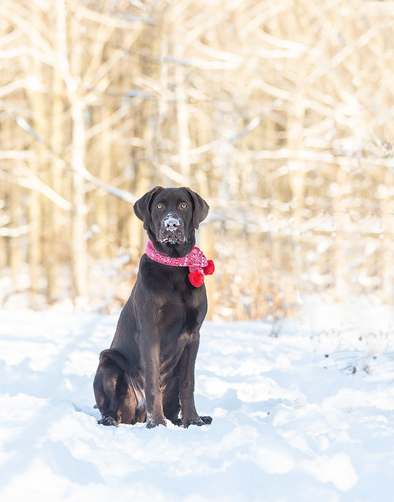 Happy Tails: Moose the Chocolate Lab | Richmond Hill, Ontario - Daily ...