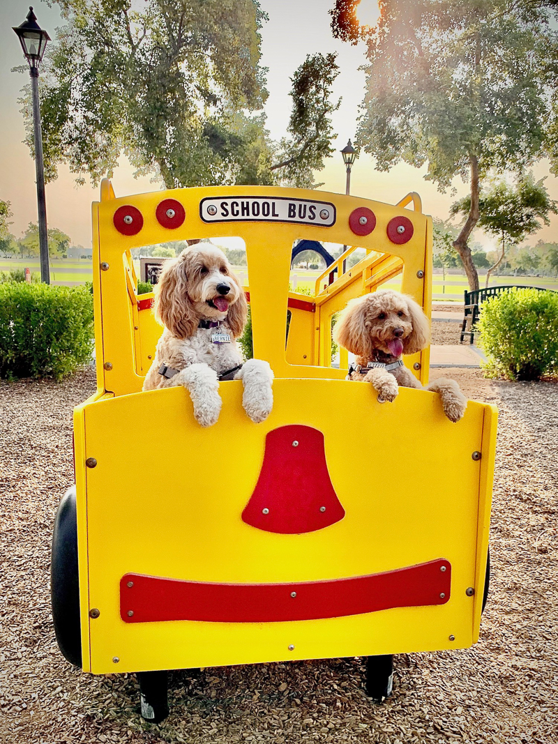 Paws Up | The Perfect Trick For Great Dog Photos - Daily Dog Tag