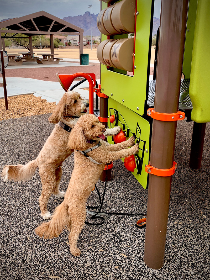 Paws Up | The Perfect Trick For Great Dog Photos - Daily Dog Tag