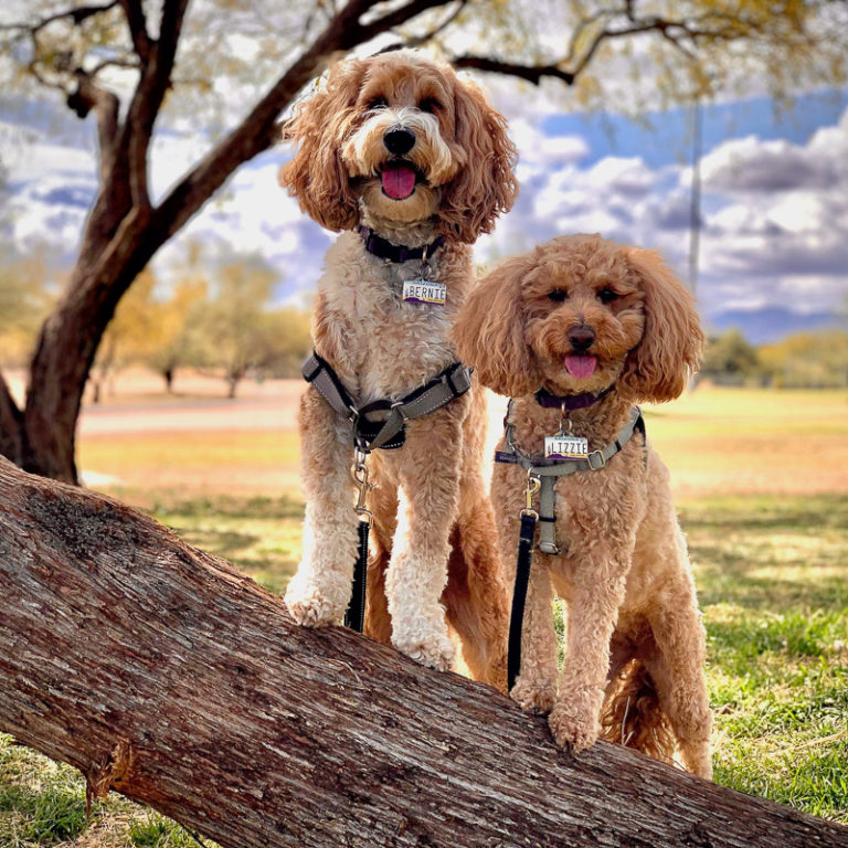Paws Up | The Perfect Trick For Great Dog Photos - Daily Dog Tag