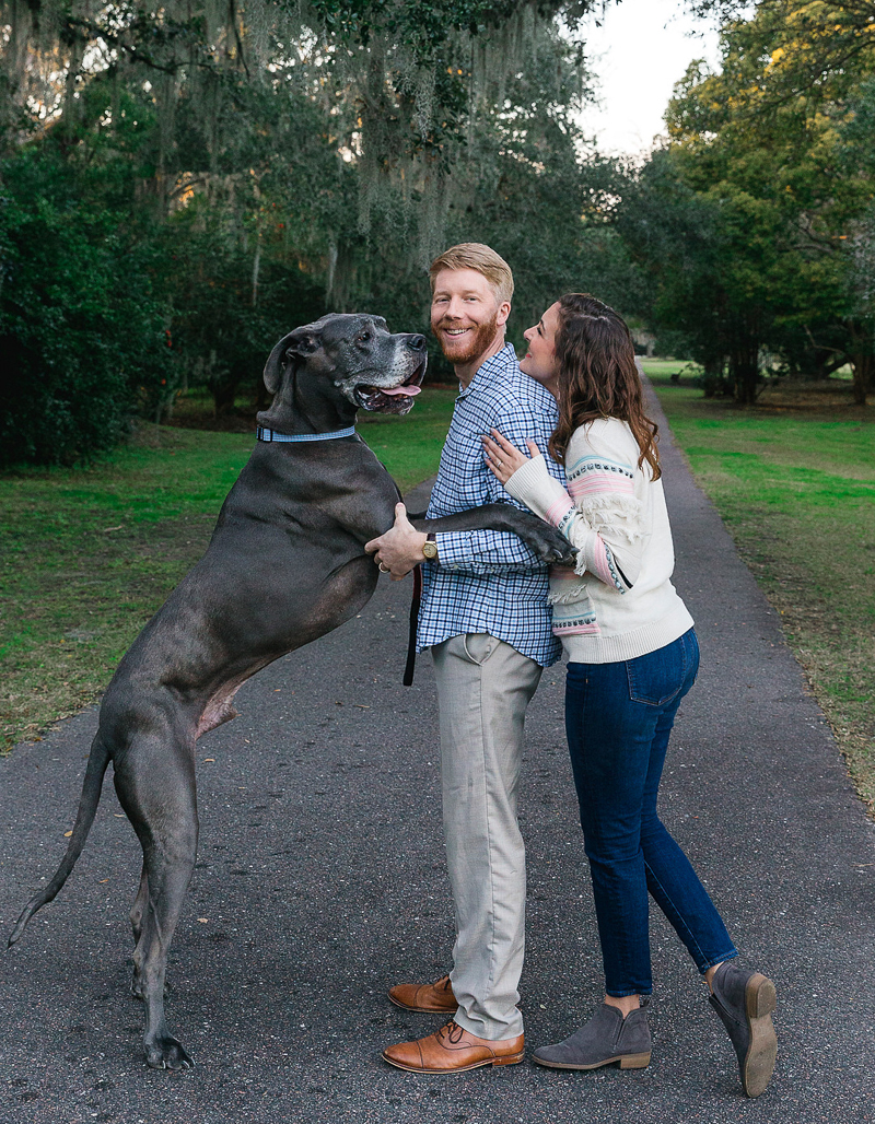 Happy Tails: Blue the Great Dane | Charleston, SC - Daily Dog Tag