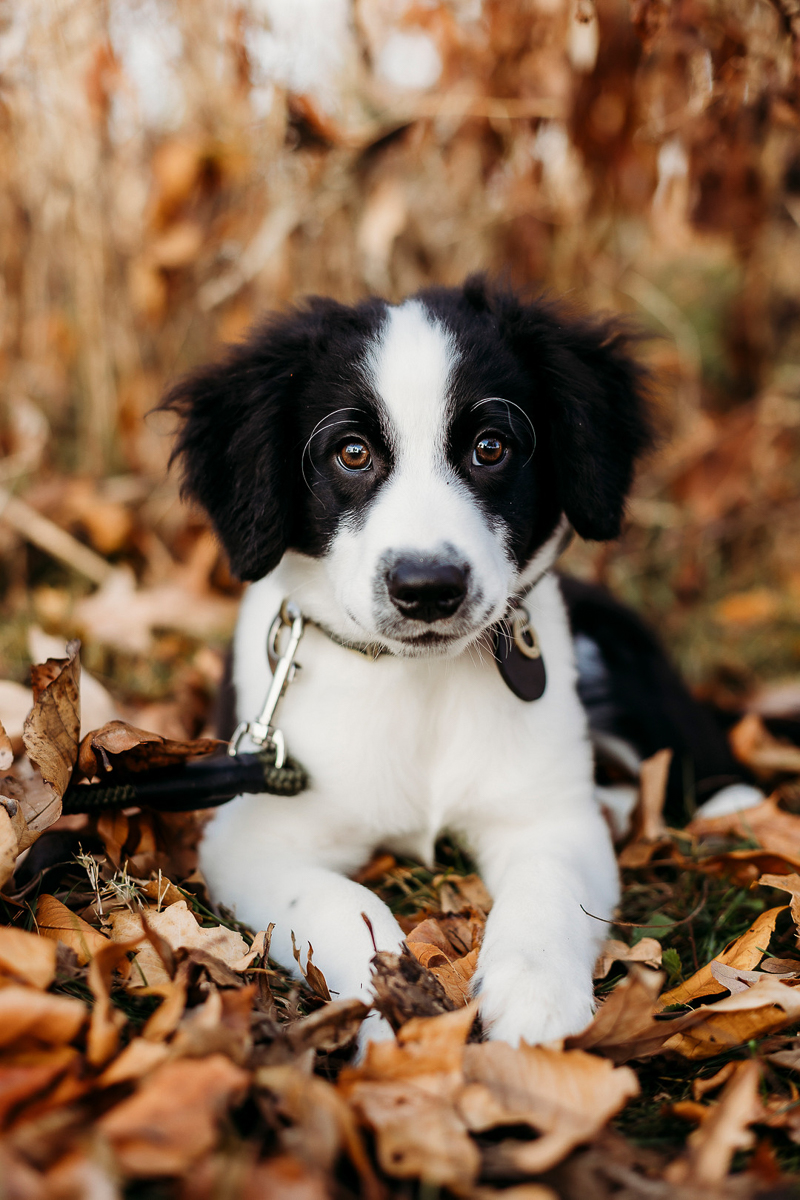 Puppy Love: Rio the Border Collie Mix | West Lafayette, IN - Daily Dog Tag